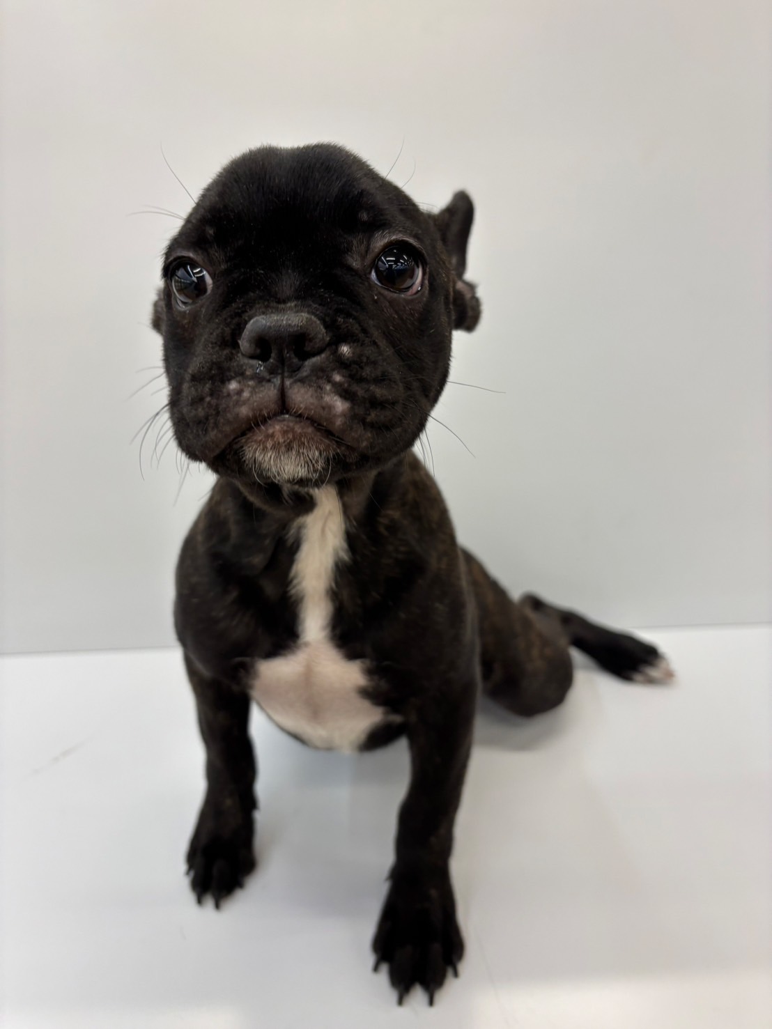 252－03 - D&C -ドックコレクション